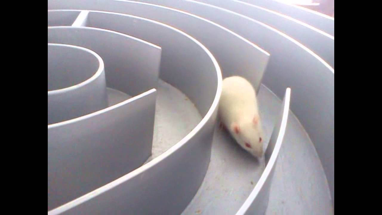 Inhibición de una rata albina [laberinto] - YouTube