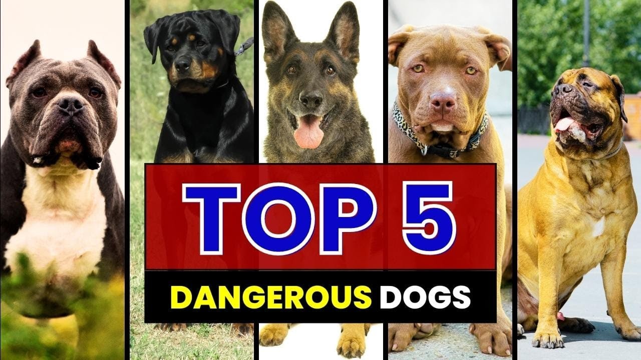 Top 5 most aggressive Dog breeds you need to train very well before you ...