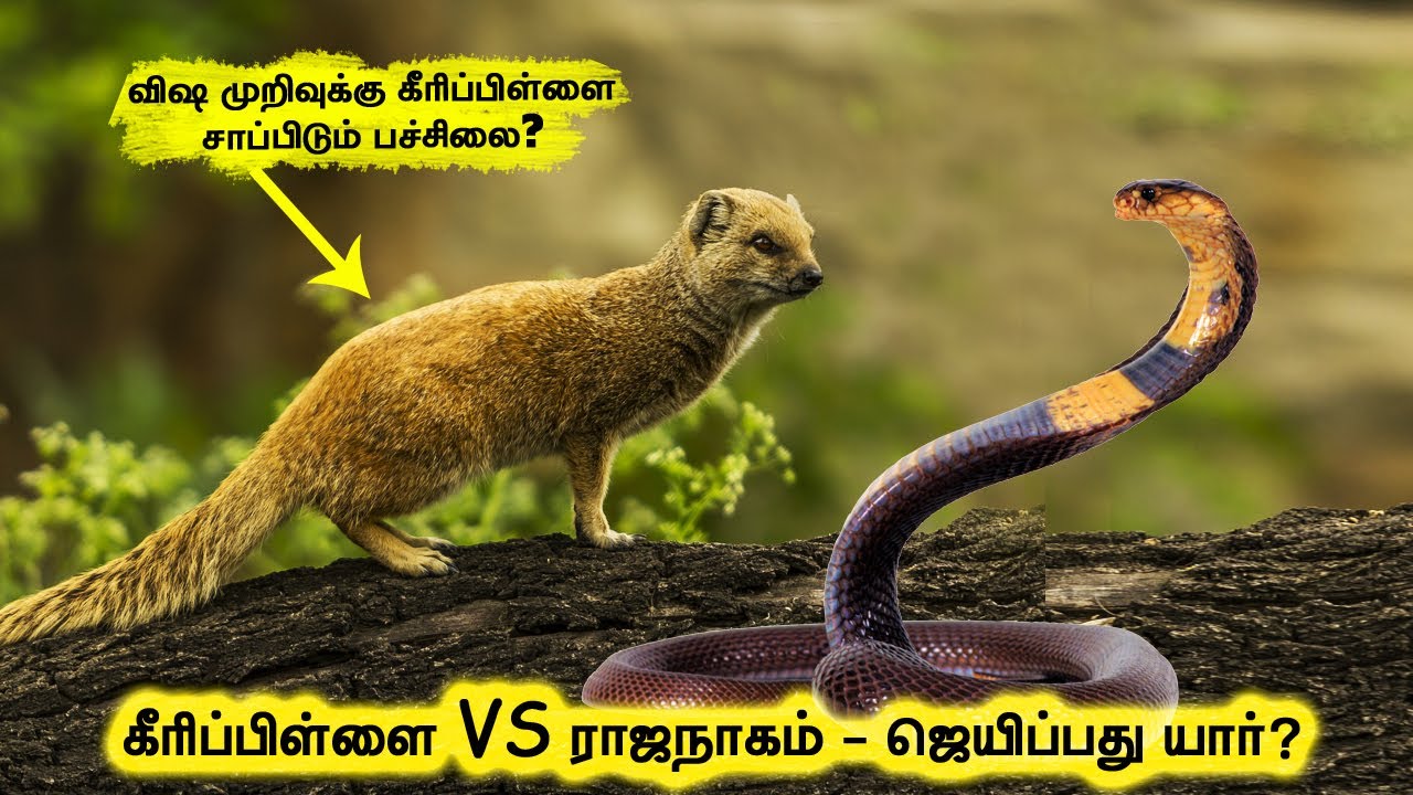 கீரிப்பிள்ளை VS ராஜநாகம் - ஜெயிப்பது யார்? - YouTube
