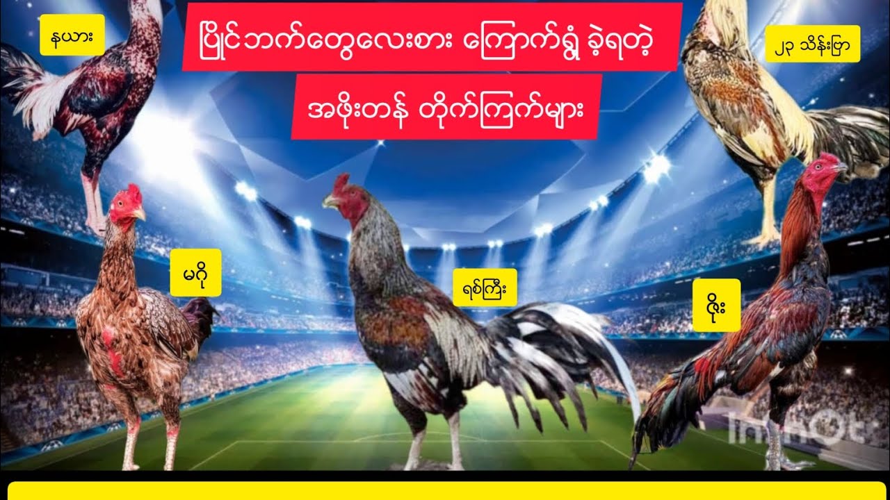 Burmese Rooster, # နာမည်ကျော် တိုက်ကြက်ကောင်းများ - YouTube