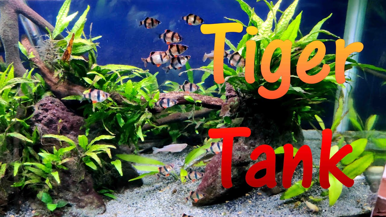 Tiger Tank - YouTube