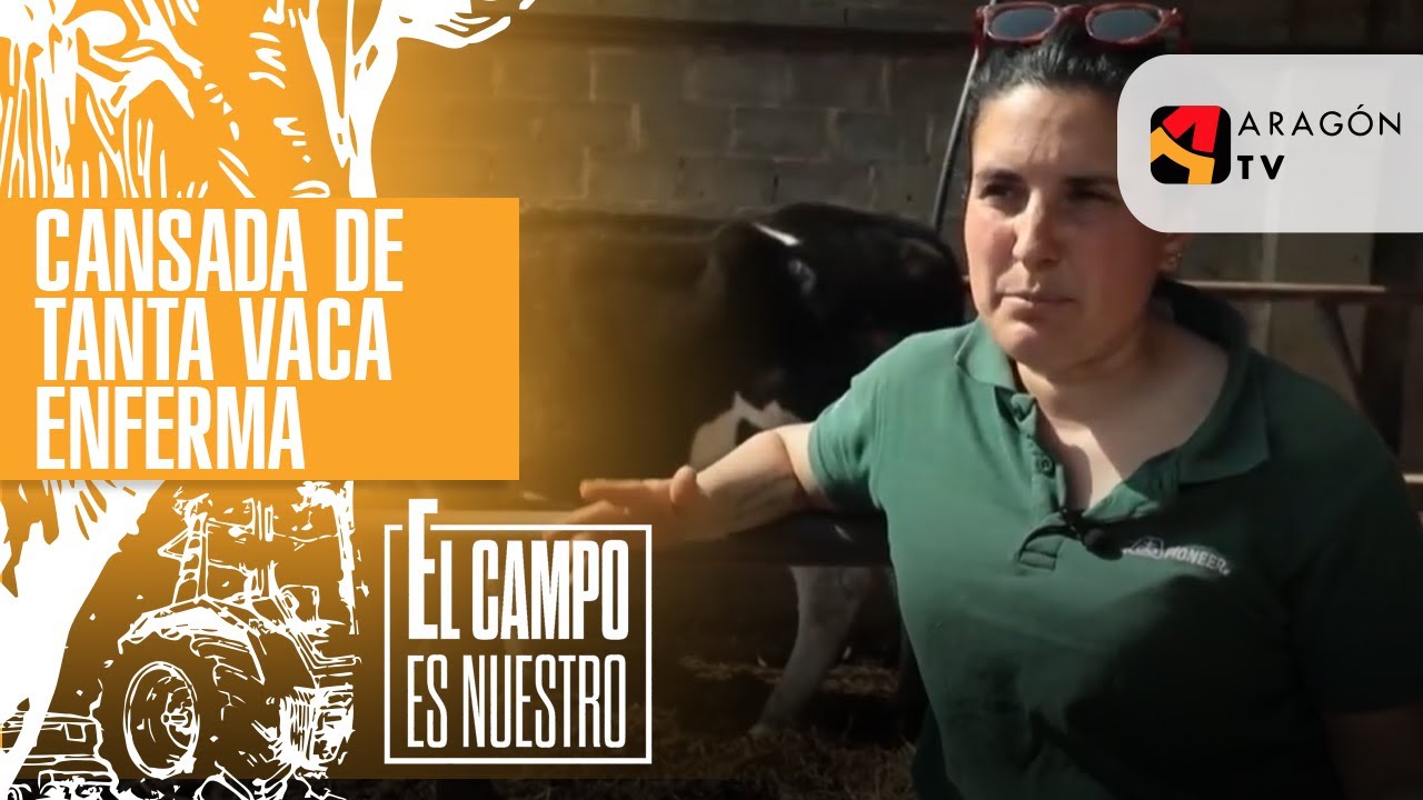 Cansada de tanta vaca enferma - YouTube