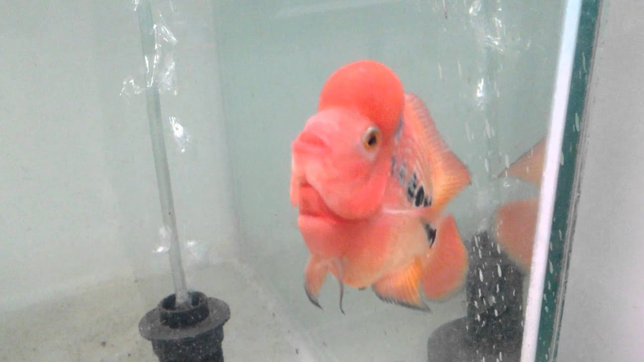 My own breed super red monkey Kamfa - YouTube