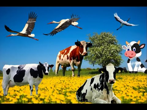 Lowing cow / cow video. Relax, nature, beauty. Moo-moo cow - YouTube
