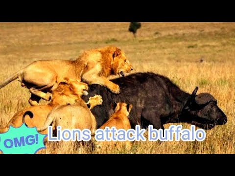 Lions attack buffalo !! Lions Hunt buffalo!! Lions attack Moment - YouTube