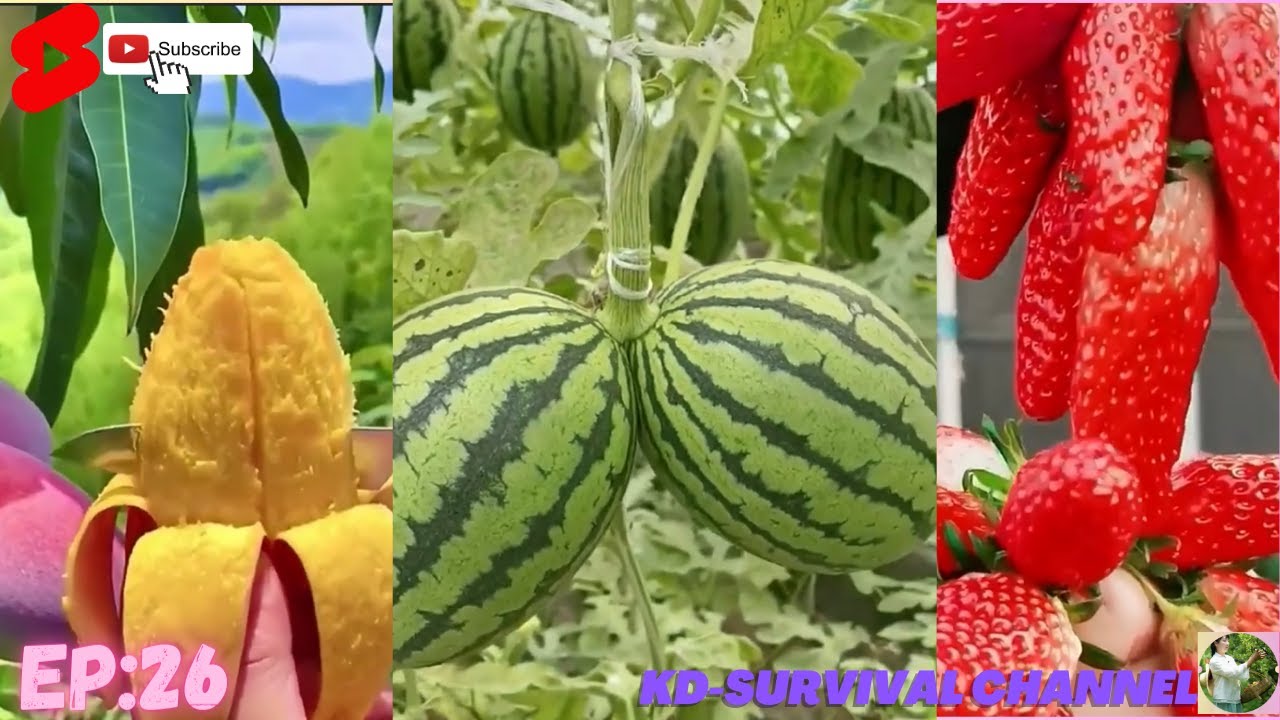 😍Satisfying Ninja fruit farm | Unbelievable skills cutting fresh fruit ...