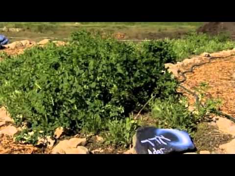 Stewards of the Earth: One Planet, Many Faiths - YouTube