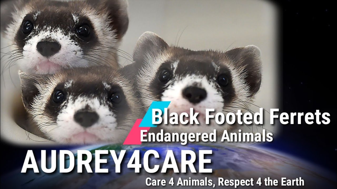 Black Footed Ferrets | Endangered Animals | Best Environmetal Science ...