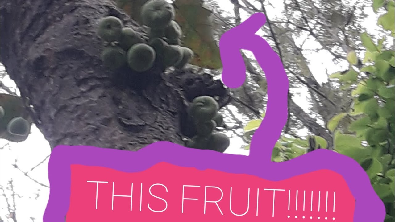 Timla Fruit from Roxburgh Fig Tree. - YouTube