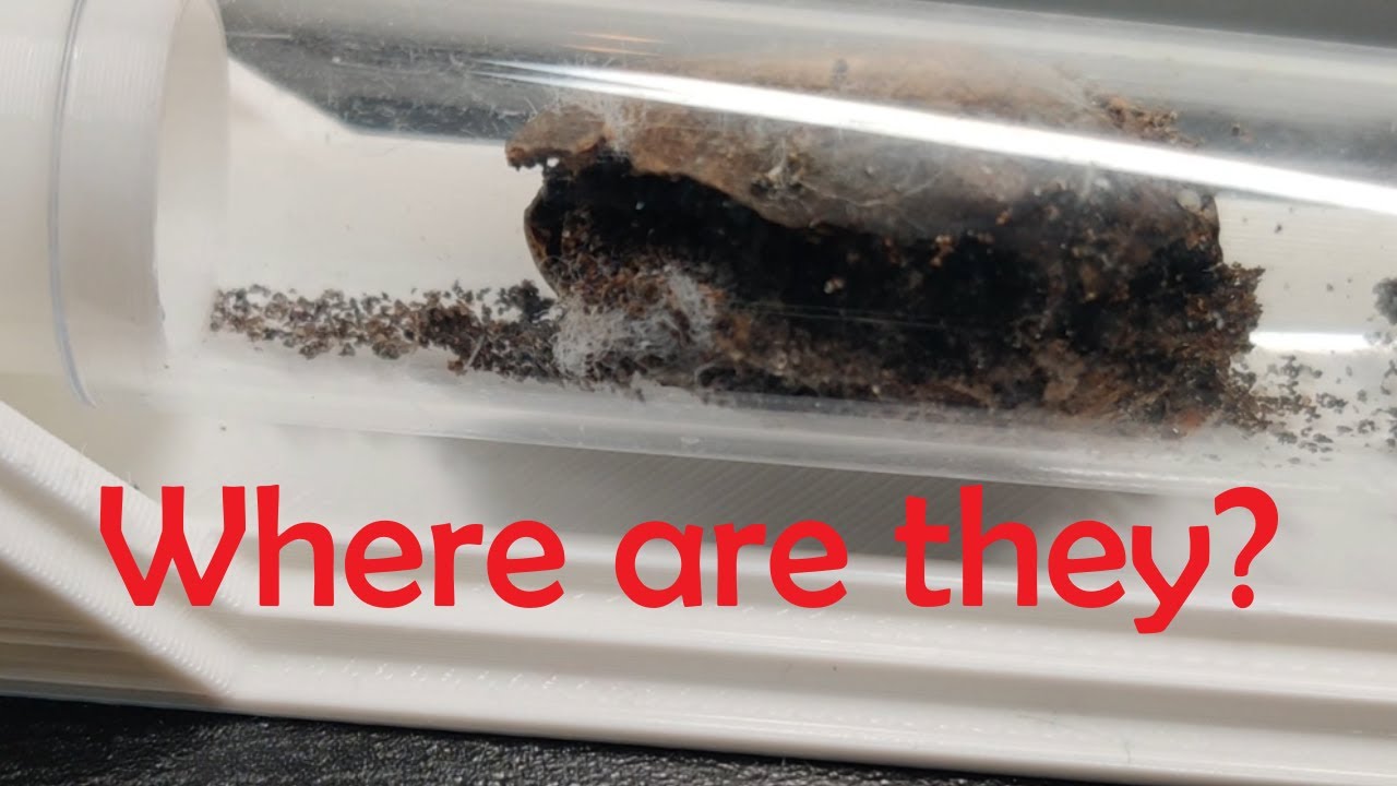 Where did my Acorn ants go???? Temnothorax Nyrlanderi Part1 - YouTube