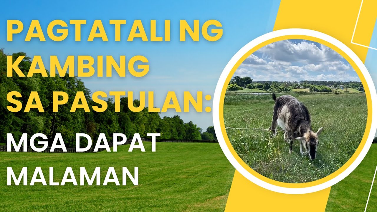 PAGTATALI NG KAMBING sa Pastulan: Mga Dapat Malaman - YouTube