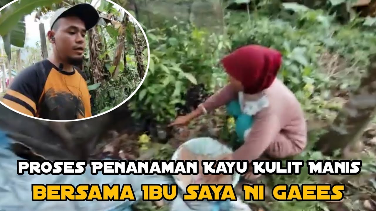 PROSES PENANAMAN KAYU KULIT MANIS DI LAHAN ORANG TUA BG.ALEX !!! - YouTube