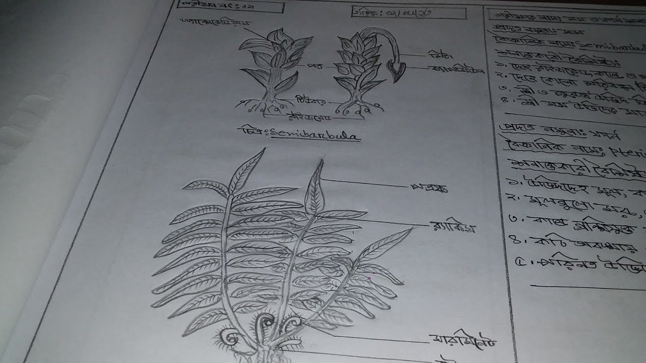 মস ও ফার্ন শনাক্তকরন | HSC Biology 1st Paper Practical - YouTube