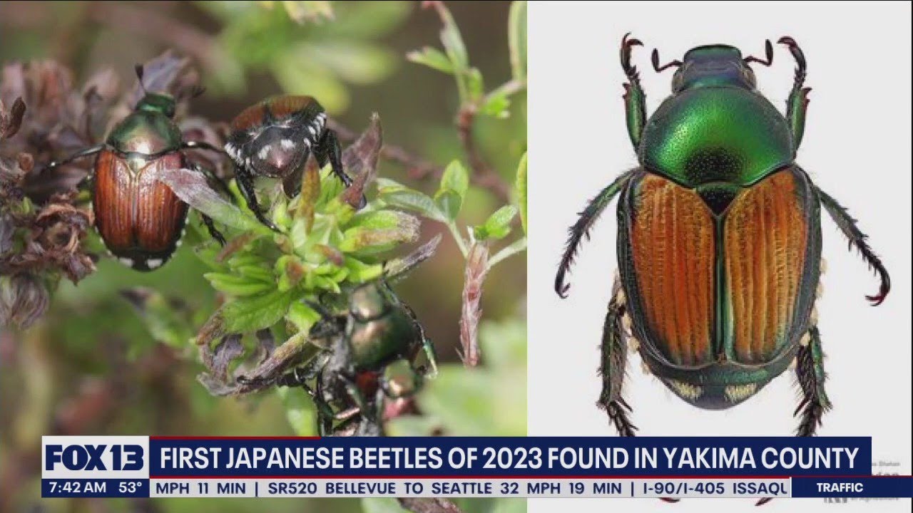 First Japanese beetles of 2023 found in Yakima - YouTube