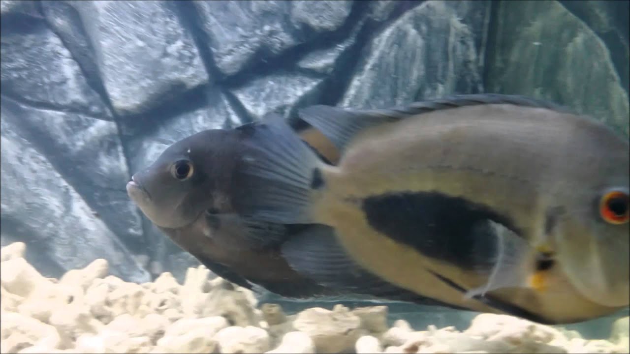 UARU CICHLID BIG SIZE - YouTube