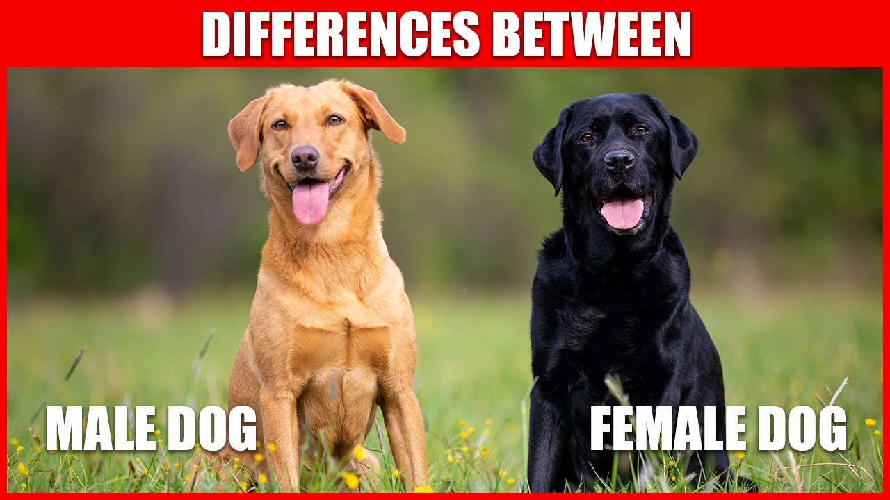 Male vs Female Dogs: 9 Key Differences You Should Know Before Choosing ...
