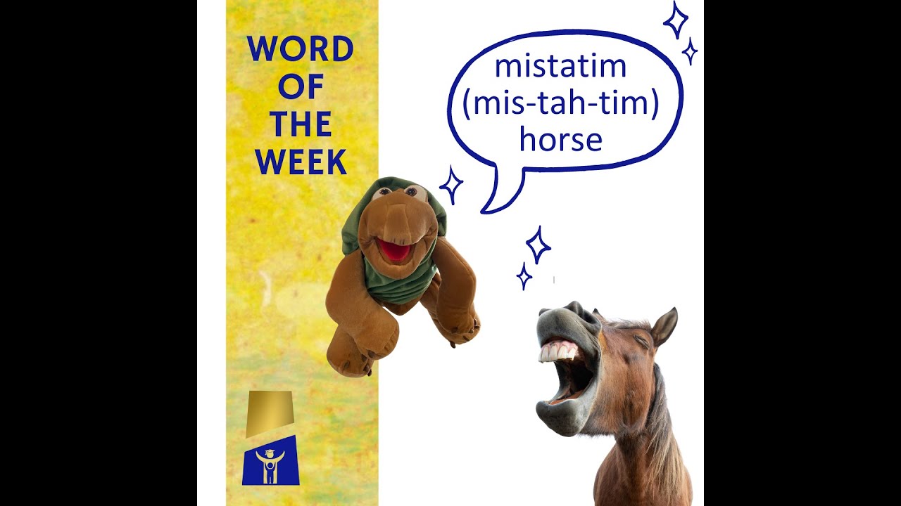 Mistatim - horse - YouTube