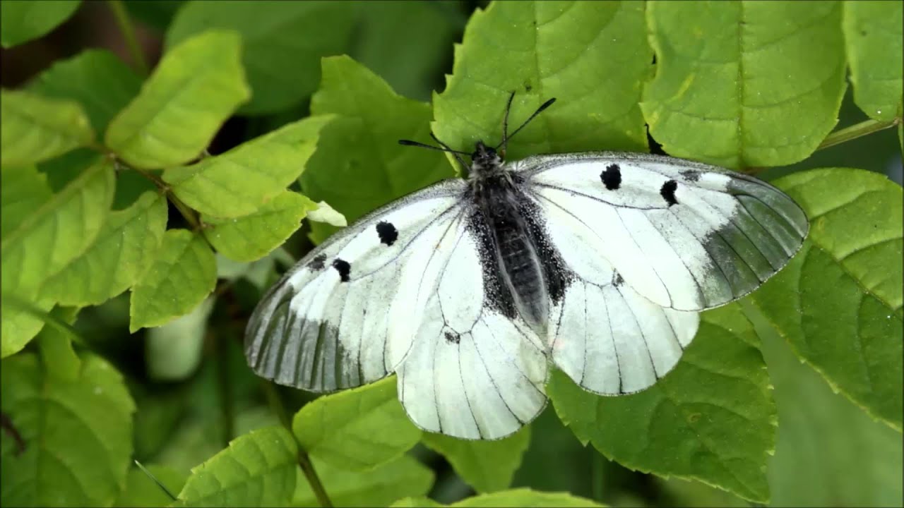 Clouded Apollo, Parnassius mnemosyne 01 - YouTube