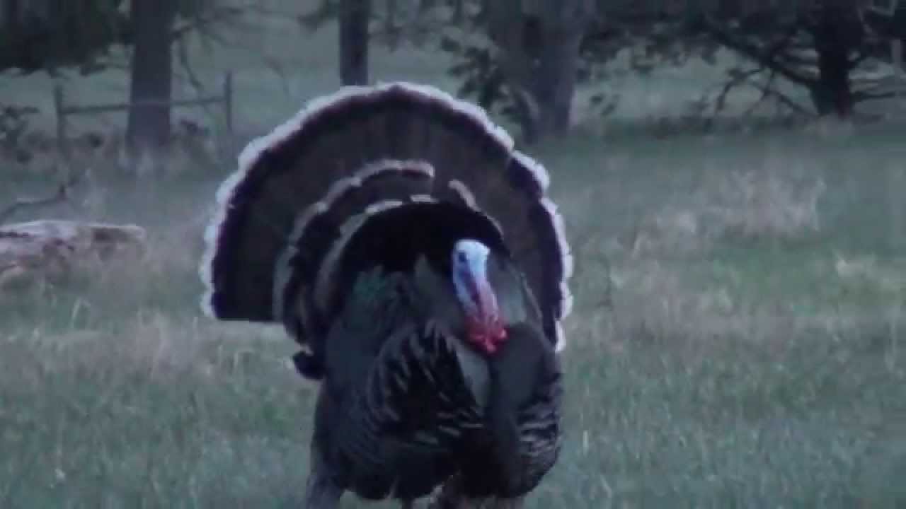 Turner Double SD - YouTube