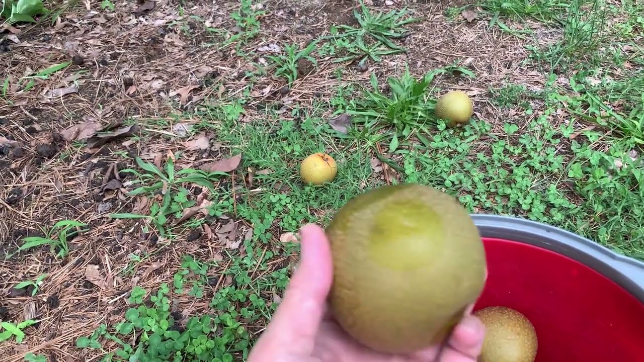 Severe weather in America did bad to my Asian pear tree ⚡️☔️🌳 - YouTube
