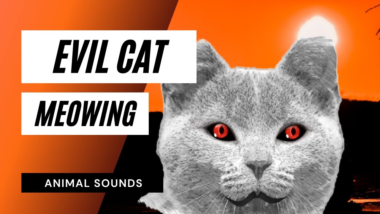 Evil Cat Meowing - evil cats meowing! - YouTube