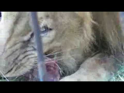 Lion Eating Chicken ? - YouTube