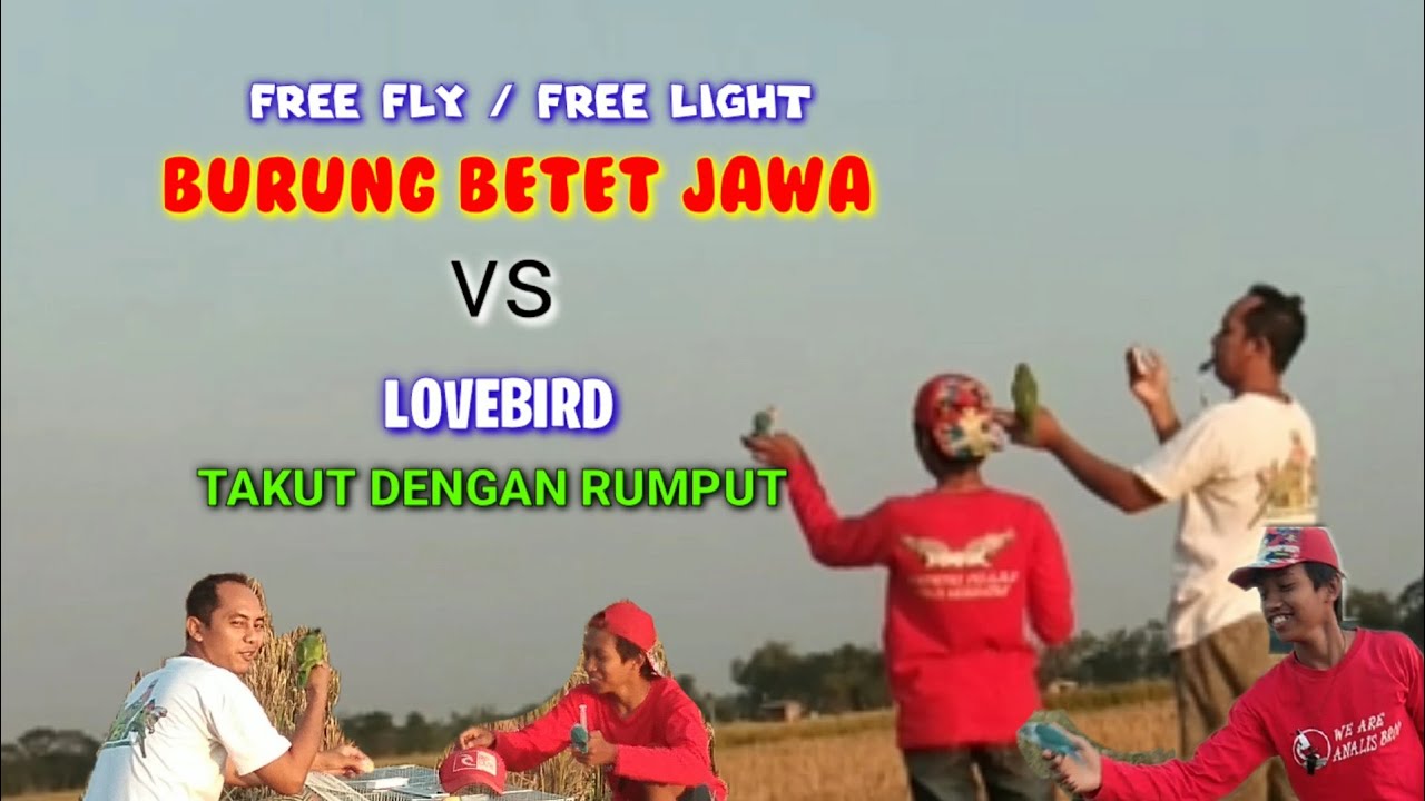 FREE FLY & FREE LIGHT //BURUNG BETET JAWA VS LB TAKUT DENGAN RUMPUT ...