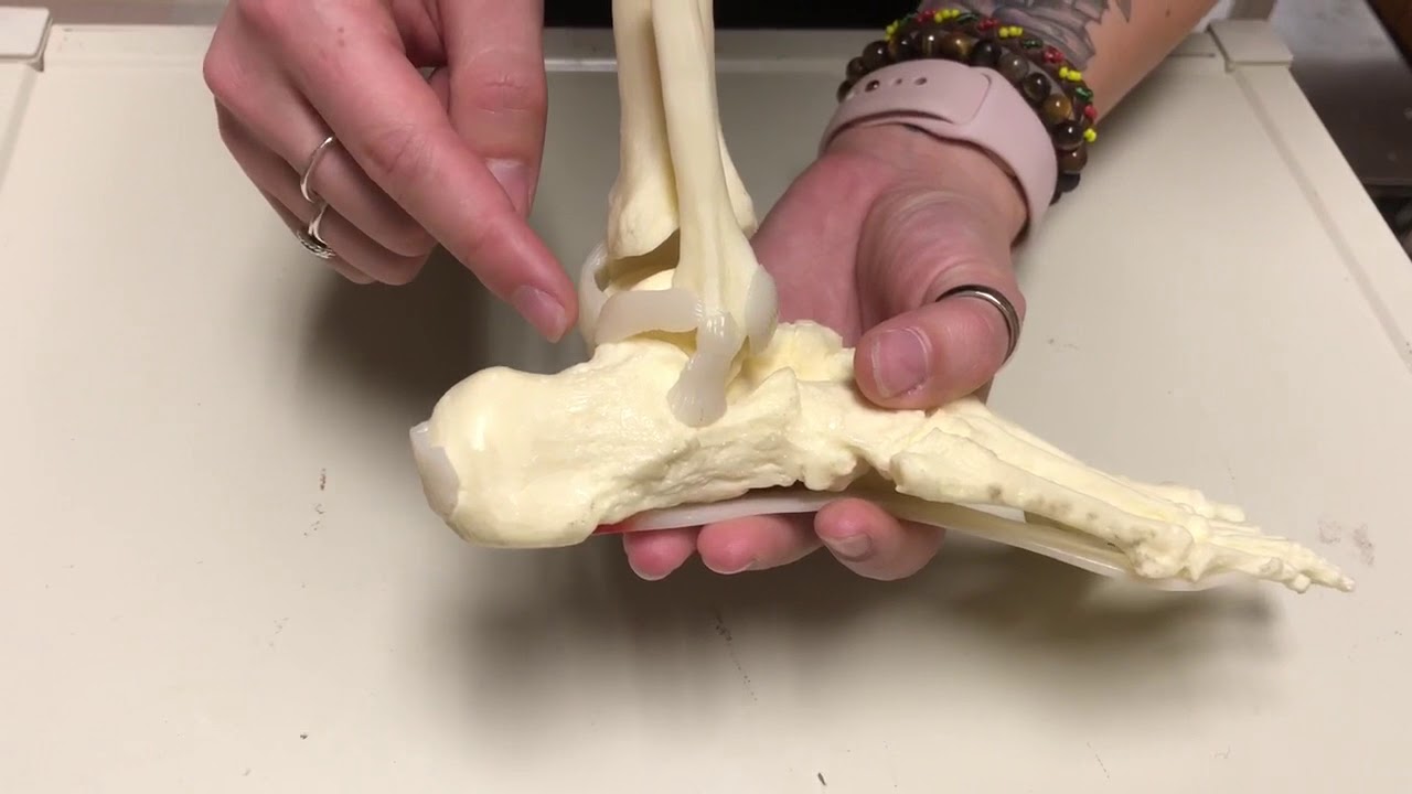 Ankle Joint Structures - YouTube