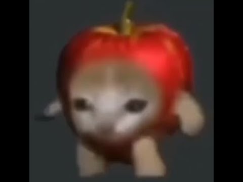 apple cat running 1 hour - YouTube