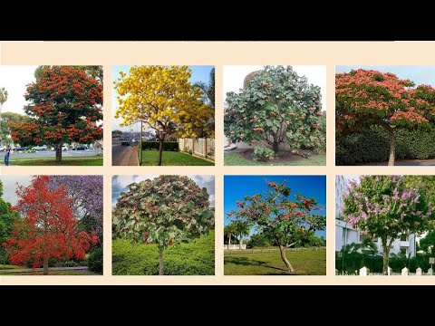 31 Beautiful Flowering trees #pakistan #lahore #floweringtrees #trees # ...