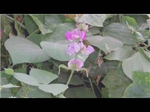 Gardening From Seeds : How to Plant Papilionaceae Lablab Seeds - YouTube