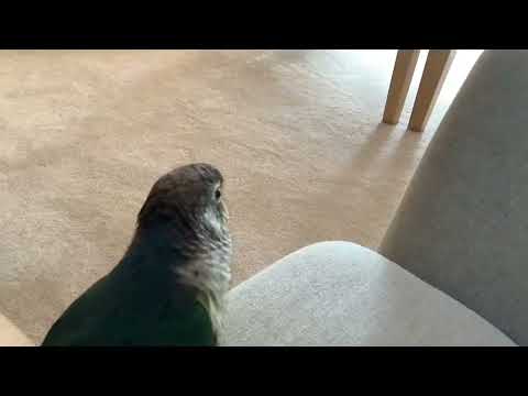 Opera of Gangsta’s Paradise (feat. Coco)