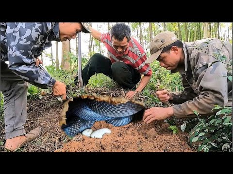 The terrifying venomous snake attacks humans fiercely when its nest is ...