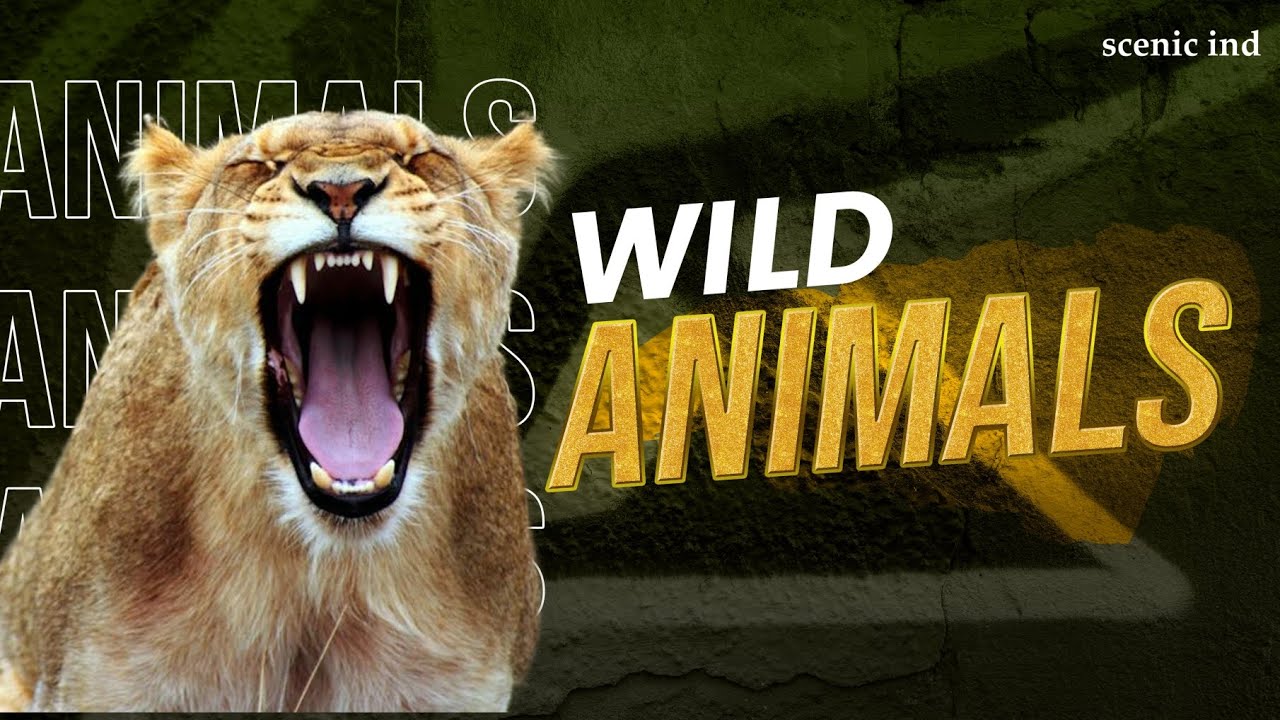 Amazing Scene of Wild Animals - Scenic Relaxation Film - YouTube