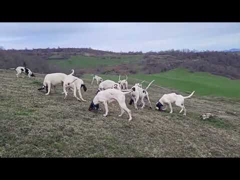 Gascon Saintongeois: ferme et tir d'un sanglier 124kg plus Best of de la saison