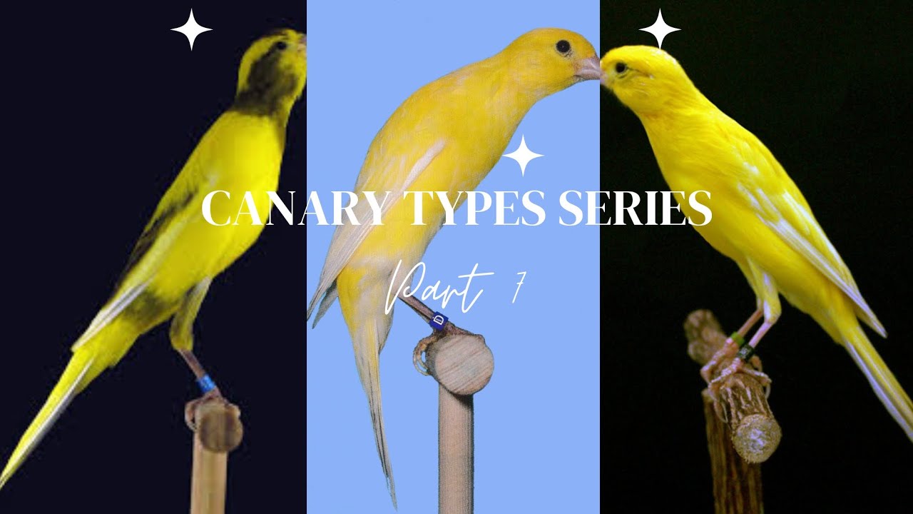 Canary Types Series - Part 7 | Scots Fancy and Spanish Llarguet ...