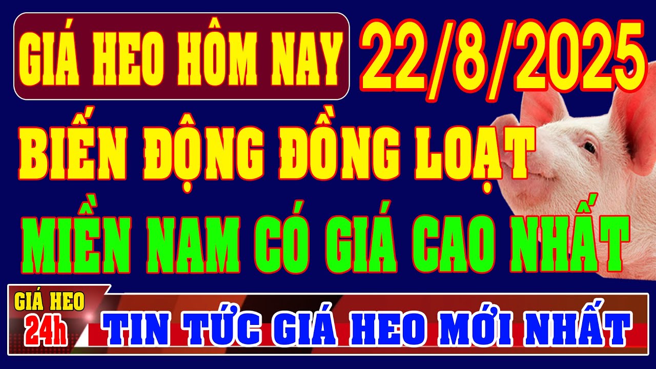 Giá heo hơi ngày 22/8/2025 - BIẾN ĐỘNG ĐỒNG LOẠT, MIỀN NAM VẪN GIỮ MỨC ...