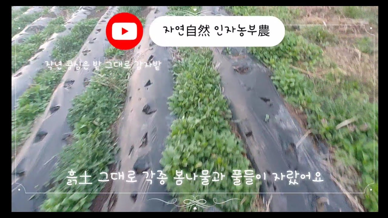 봄비 자연풀밭 「Gabriel Corean Inja Farming」 친환경 소농 손농 청년농 @인자농부 - YouTube