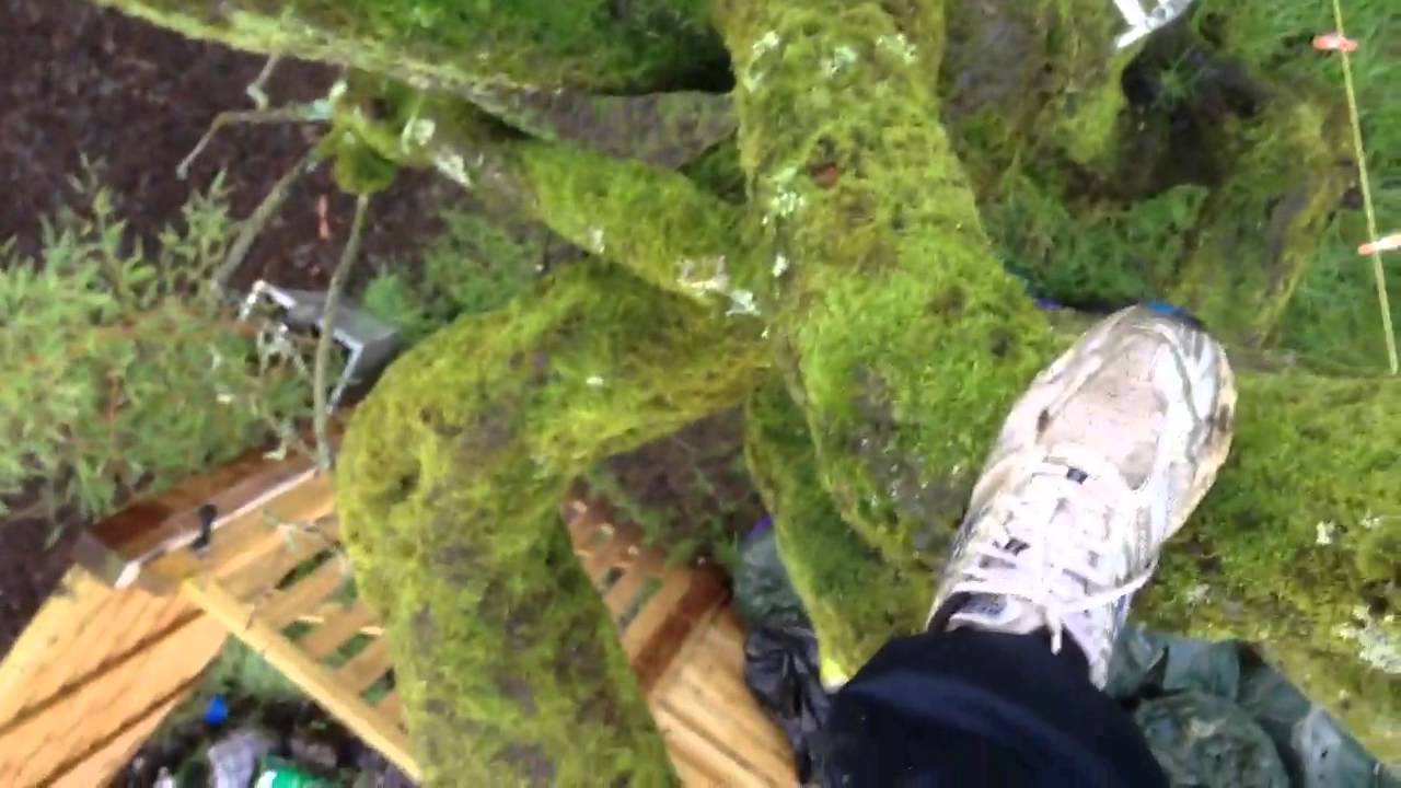 Fruit tree vid in HD - YouTube