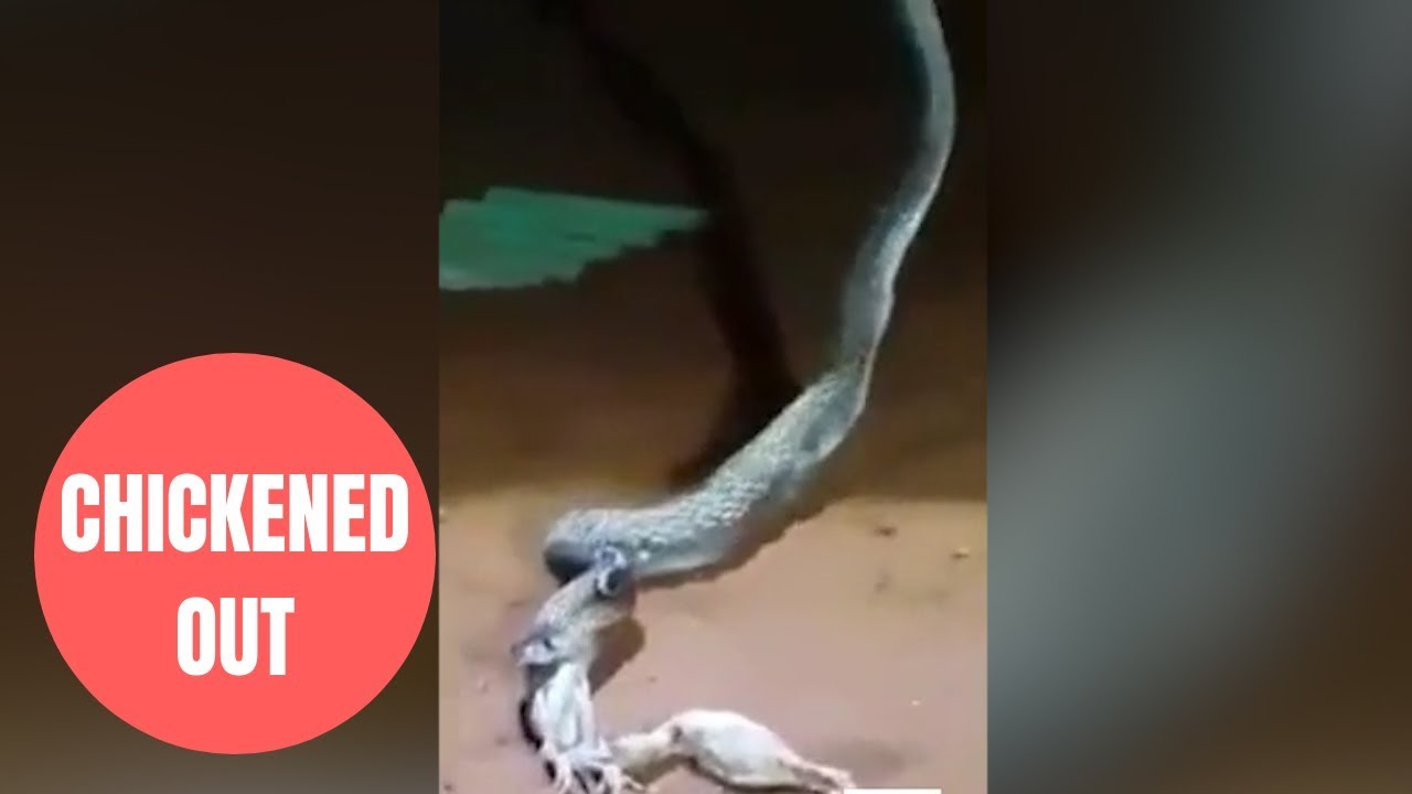 The moment snake regurgitated six chickens - YouTube