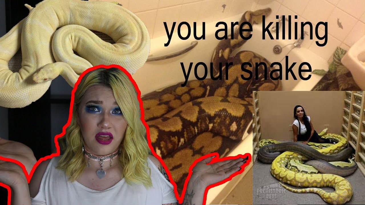 OVERFEEDING SNAKES (and why you should stop) | SatanicLibra - YouTube