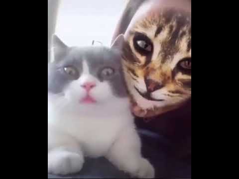 Funny cat face on the Snapchat cat filters - YouTube