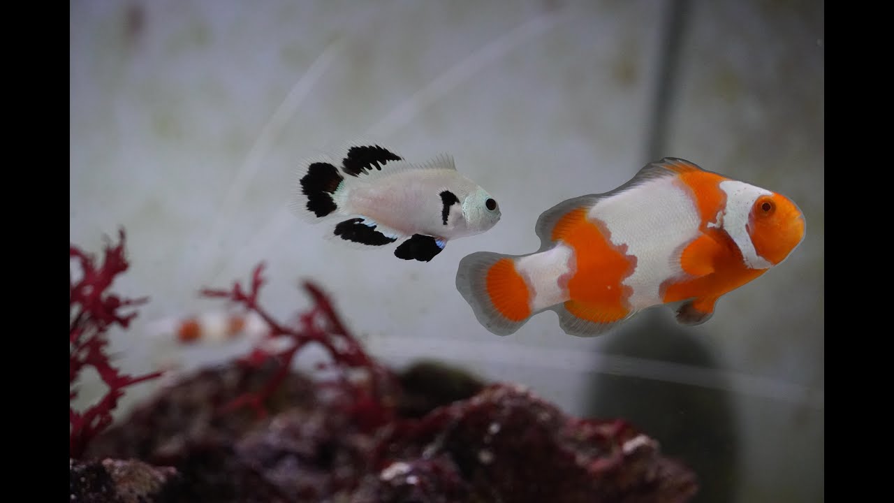 long fin snow storm & tangerine albino snow | clown fish pair - YouTube