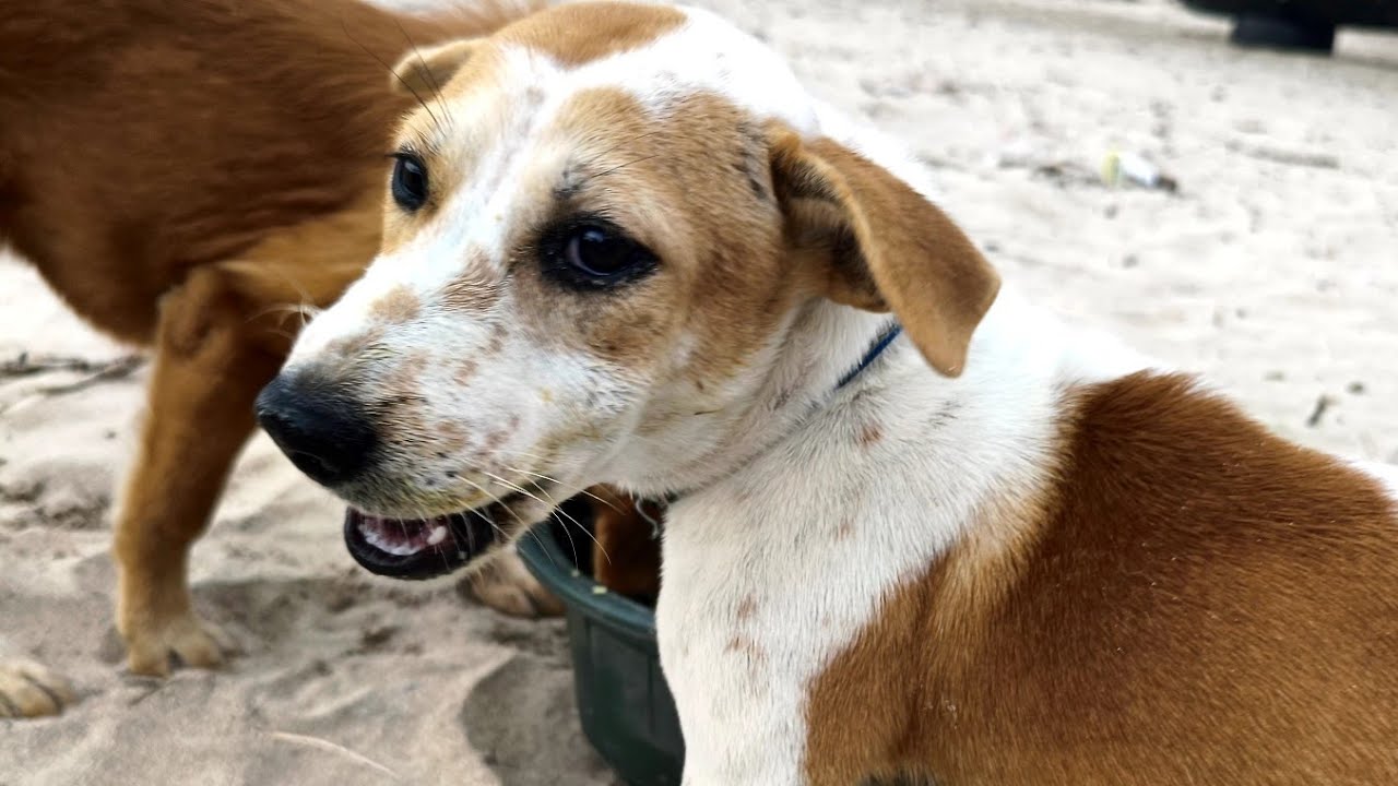 I know what hunger | Daily routine of feeding stray dogs on the beach ...