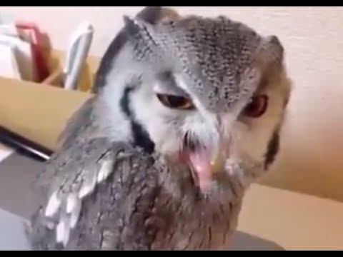 Şok Şok Şok Konuşan Baykuş