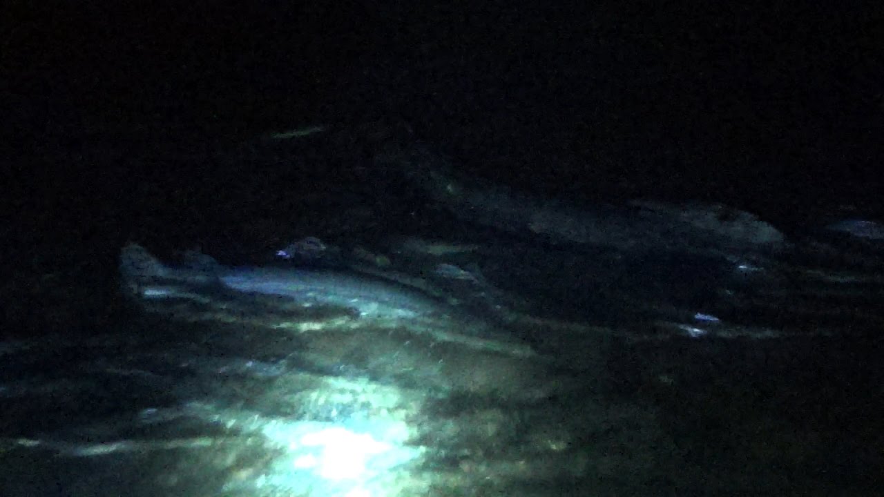 Bowfishing for giant Longnose Gar during the spawn! - YouTube