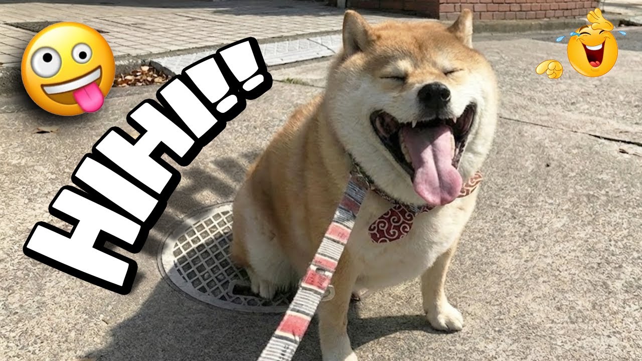 Hilarious Dog Fails Guaranteed to Make You Laugh! - The Funniest Dog ...