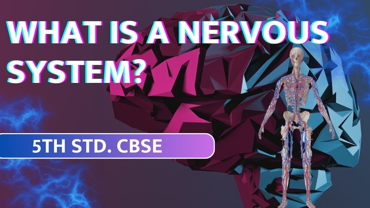 Nervous System ( Class -5 ) | Parts of Nervous system | NCERT Science ...