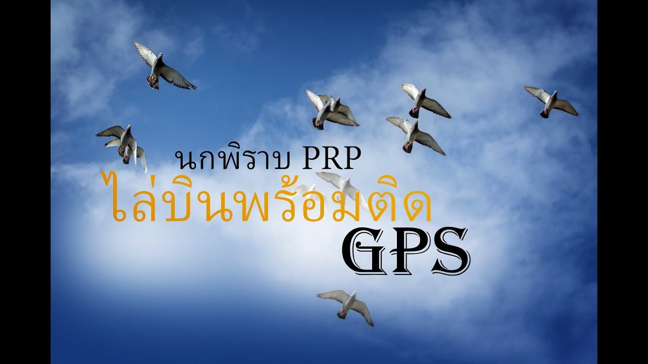 (นกพิราบ) ไล่บินพร้อมติด GPS ดูรายละเอียดการบินของฝูงบินนักกีฬา PRP ...