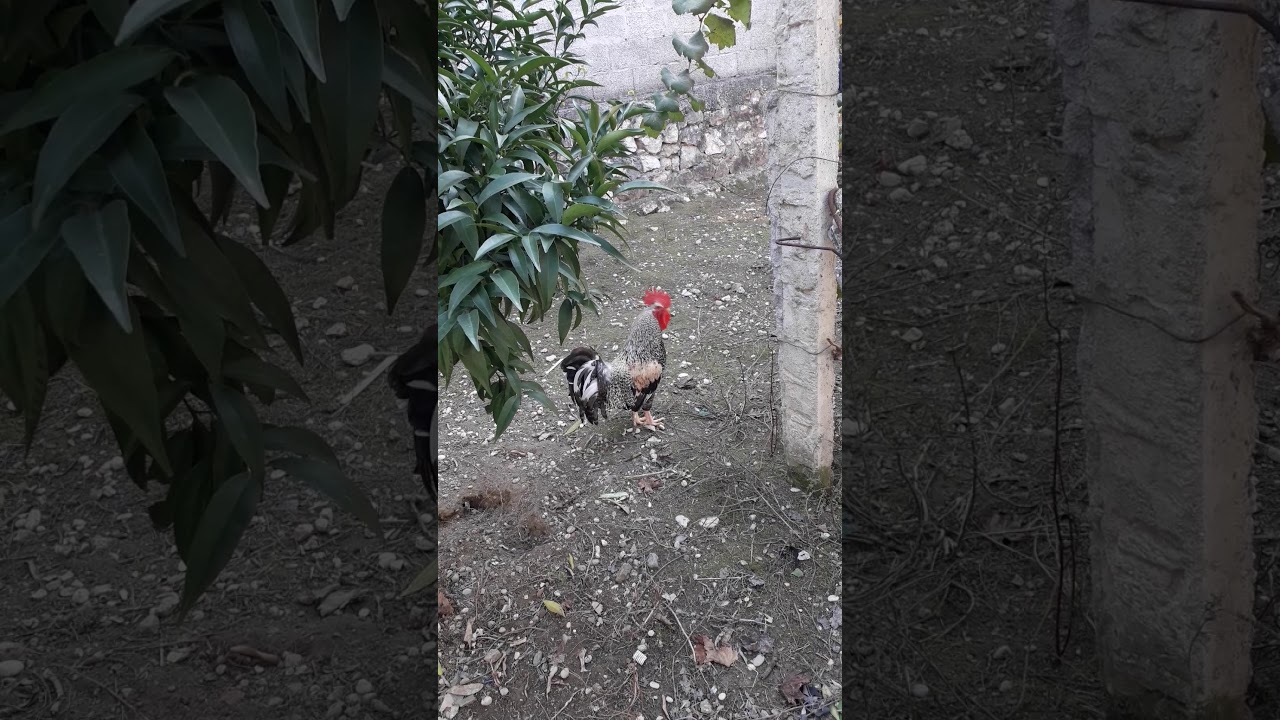 Gangsta Chicken - YouTube